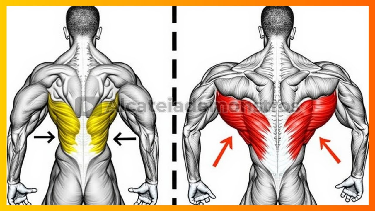 BACK WORKOUT WITH BARBELL: 13 BEST EXERCISES TO BUILD MASSIVE LATS ...