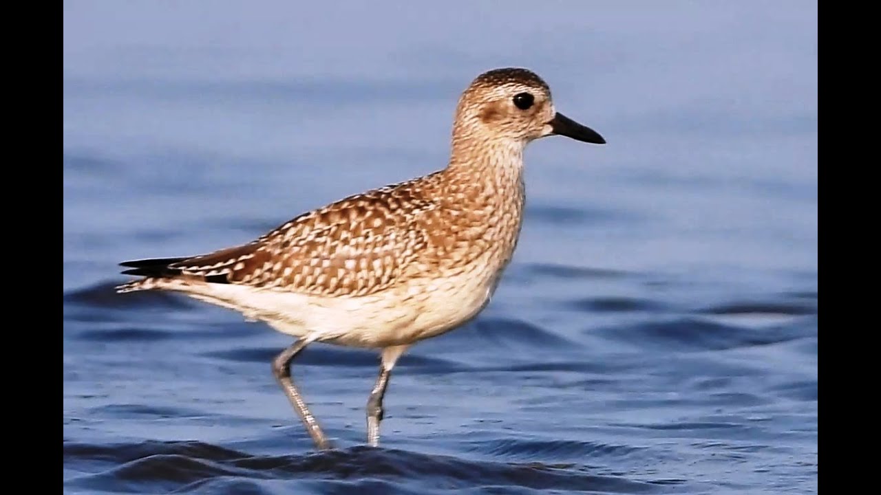 Grey Plover | Wader | Bird Watching | Wildlife Photography | Akshi ...