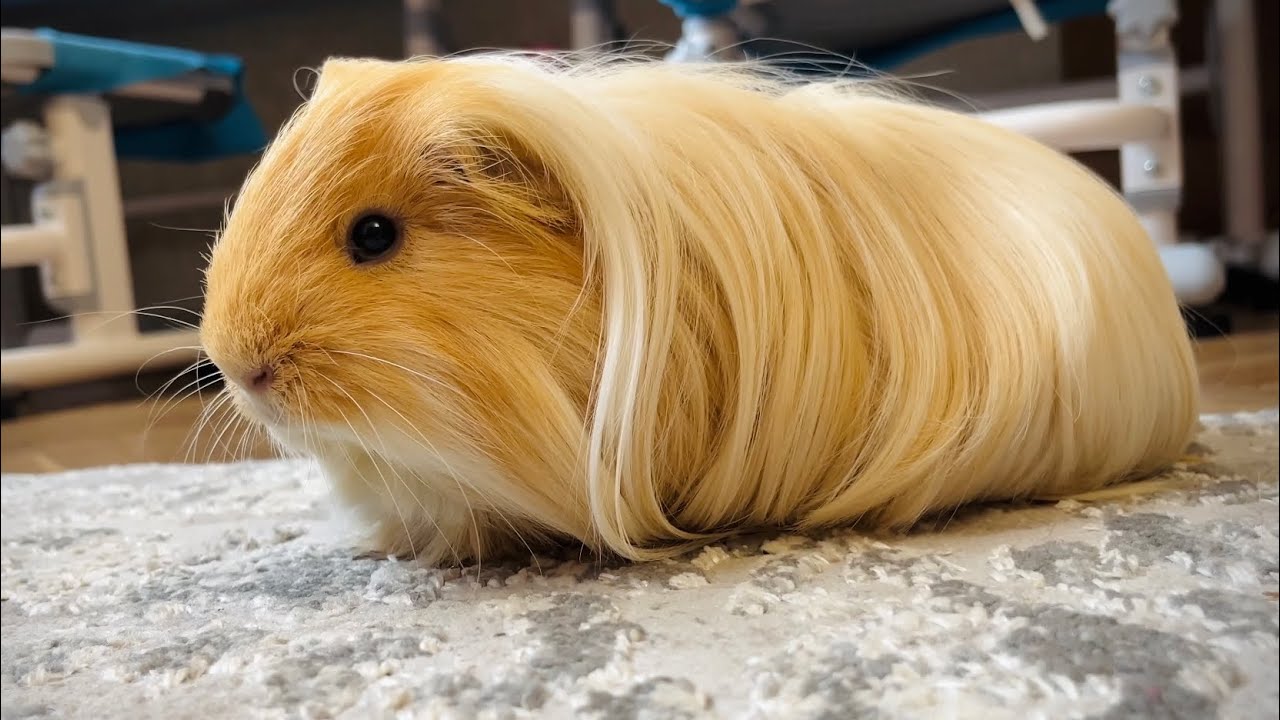 Long haired Guinea pig - YouTube
