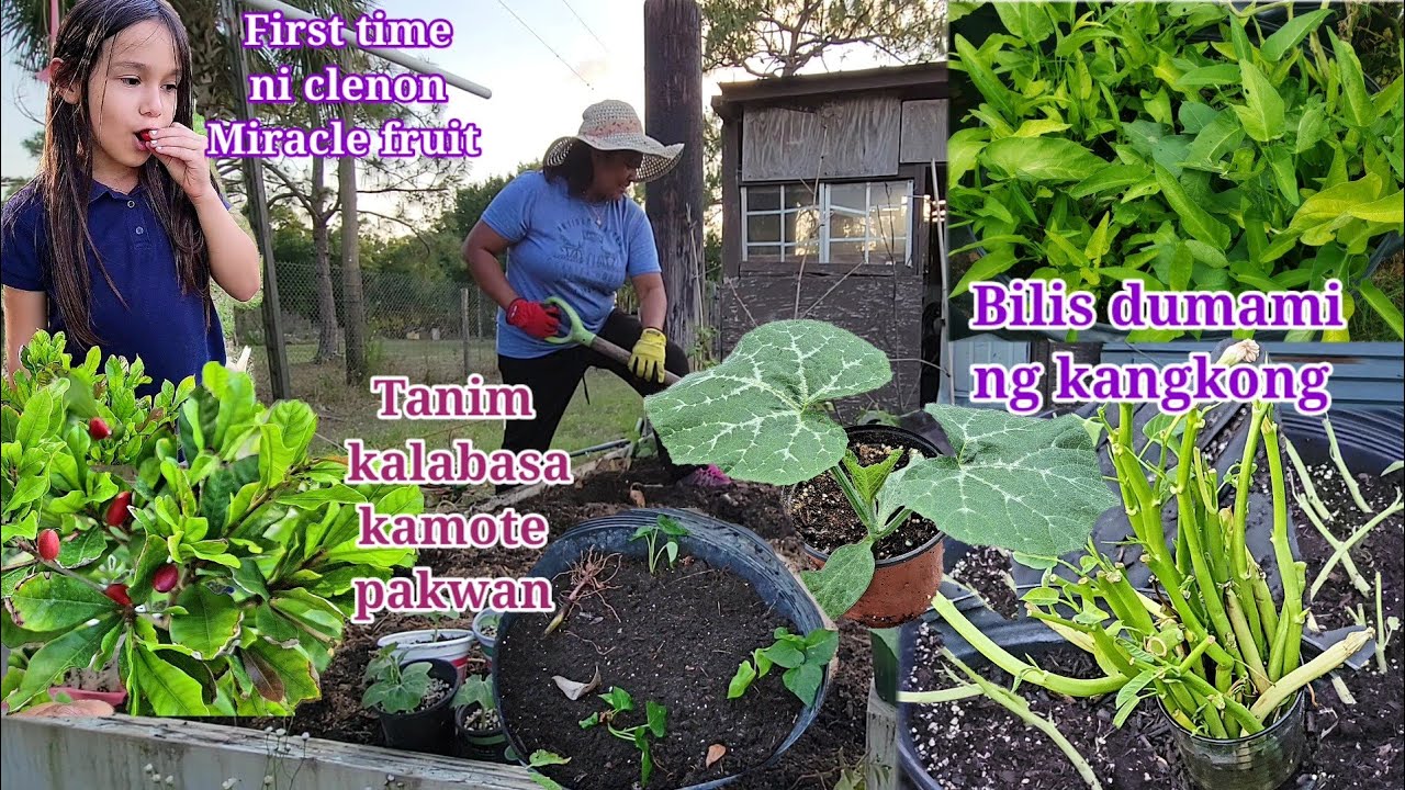 Tanim kangkong, pakwan at kamote - YouTube