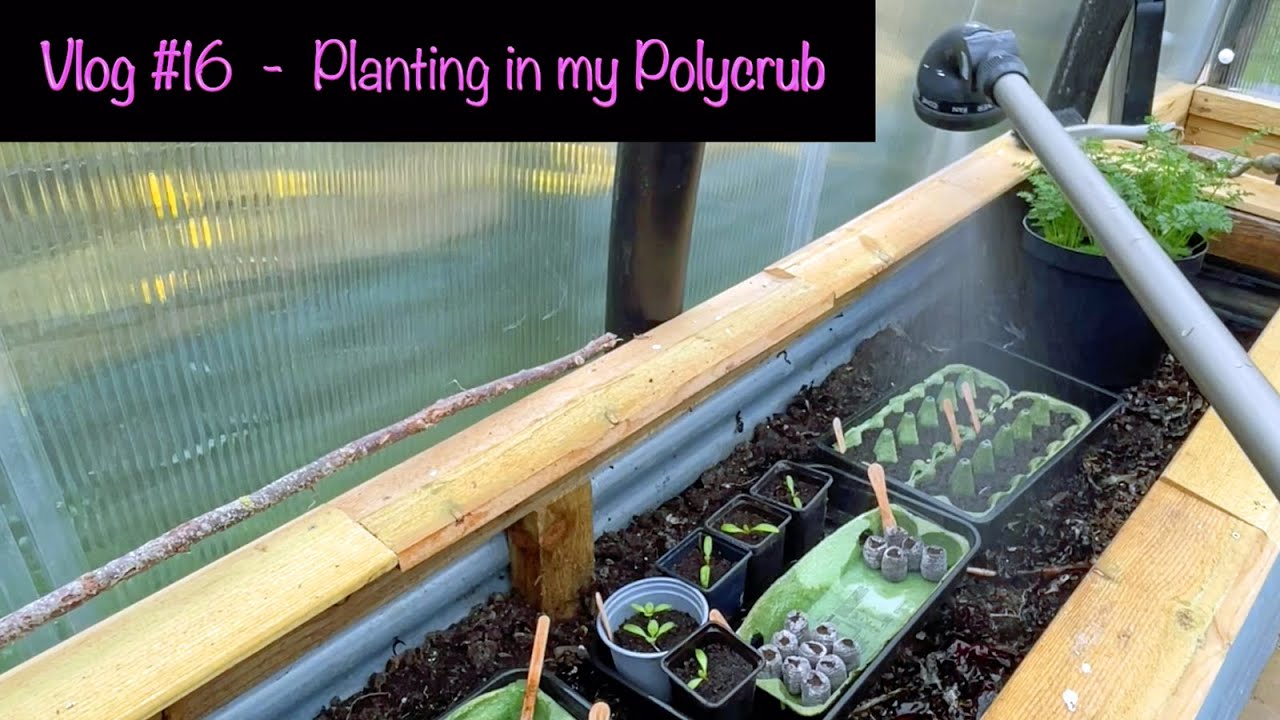 Planting in my Polycrub (heavy duty polytunnel) - YouTube