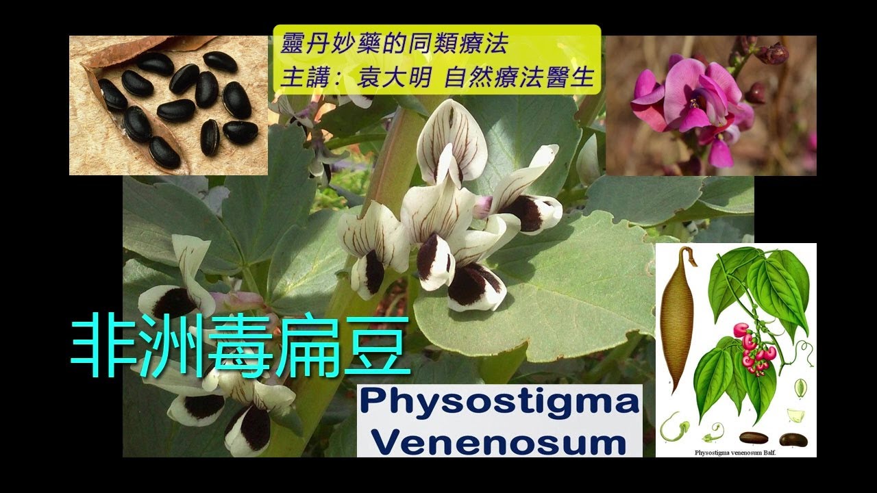 《靈丹妙藥的同類療法》- EP165 - 非洲毒扁豆 Physostigma Venenosum - YouTube