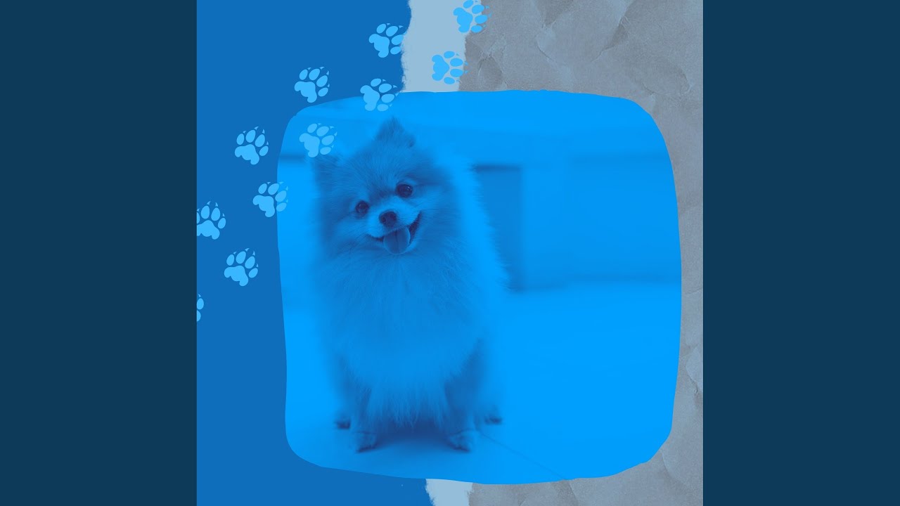 Elegant Moody Dogs - YouTube