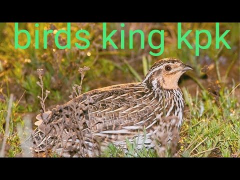 QUAIL birds SOUND)* (COMMON Quail, For Hunting,)*( New video 2023 ...