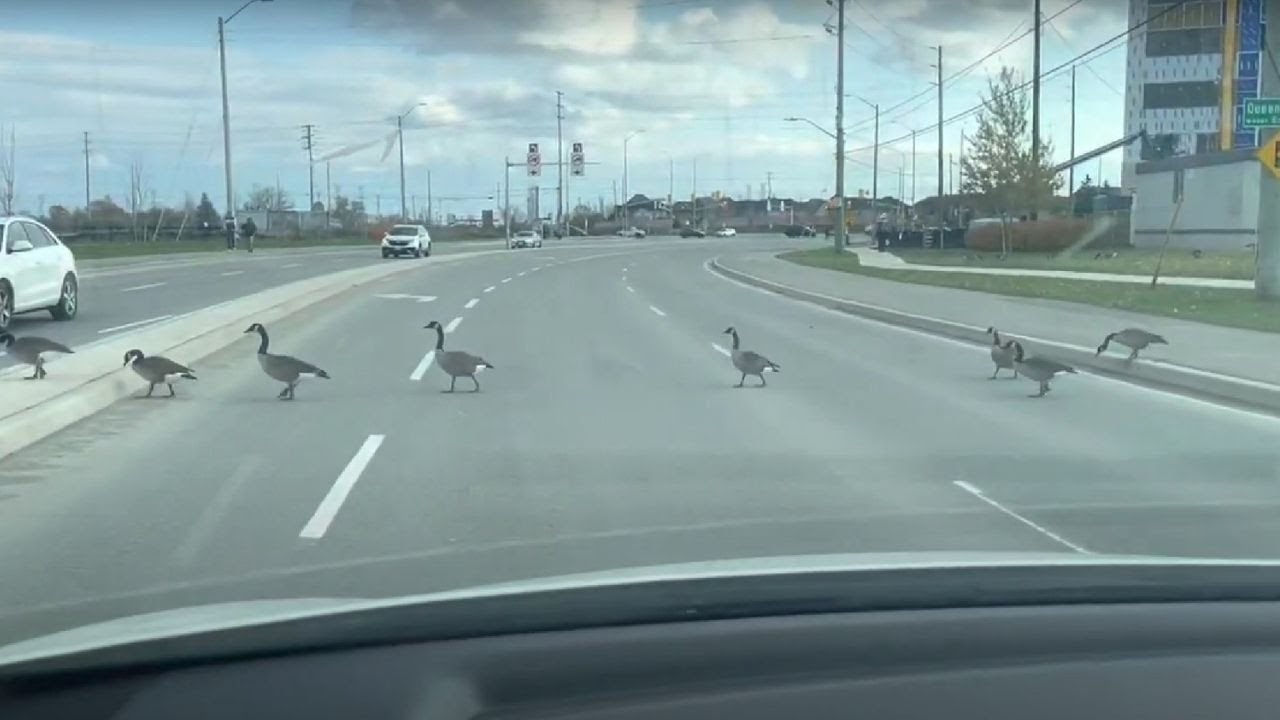 Smart Canada Goose Crossing Road | Traffic Jam on Highway | Where ...