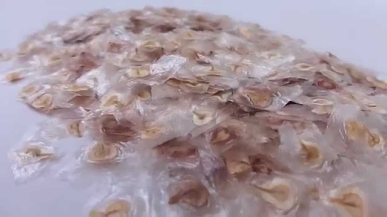 African tulip tree, Nandi flame - Spathodea campanulata Seeds Supplier ...