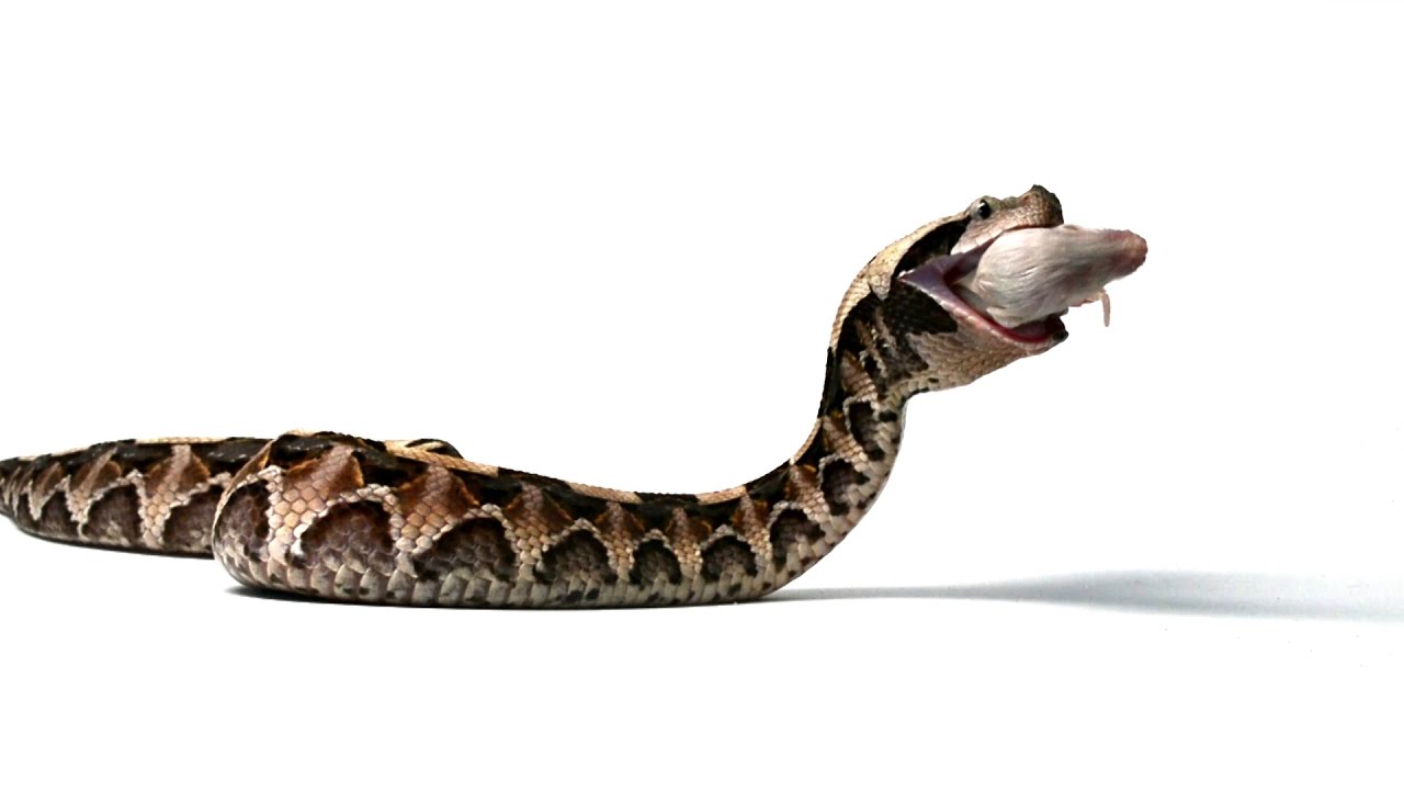 Gaboon Viper Eats Rat! (Awesome Quality) - YouTube