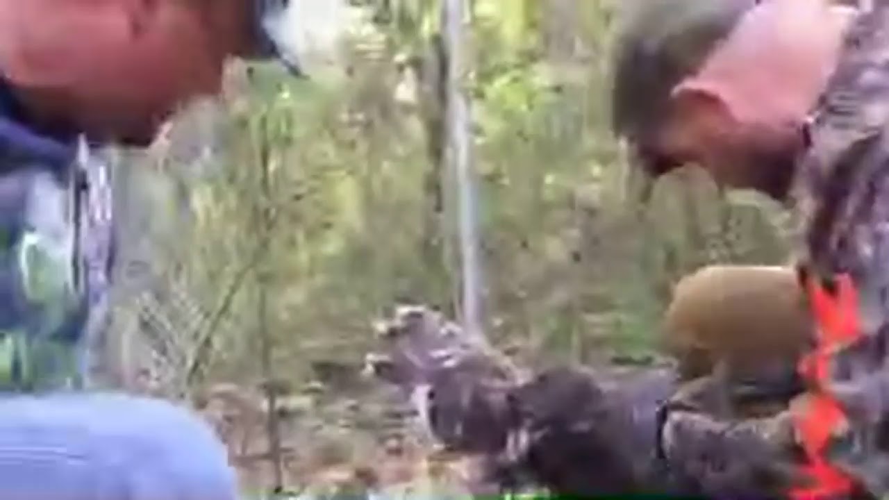 Sick turkey need help!!!!!! - YouTube