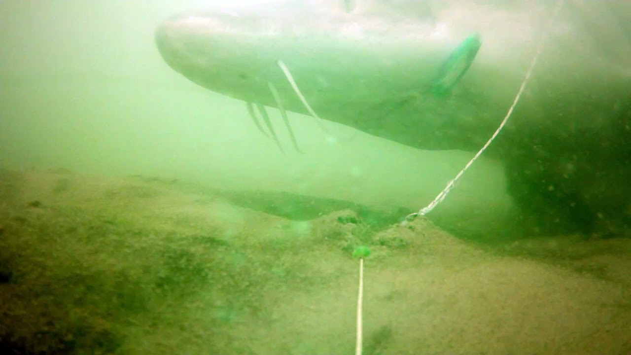 sturgeon take bait on snake River , Go fish cam - YouTube