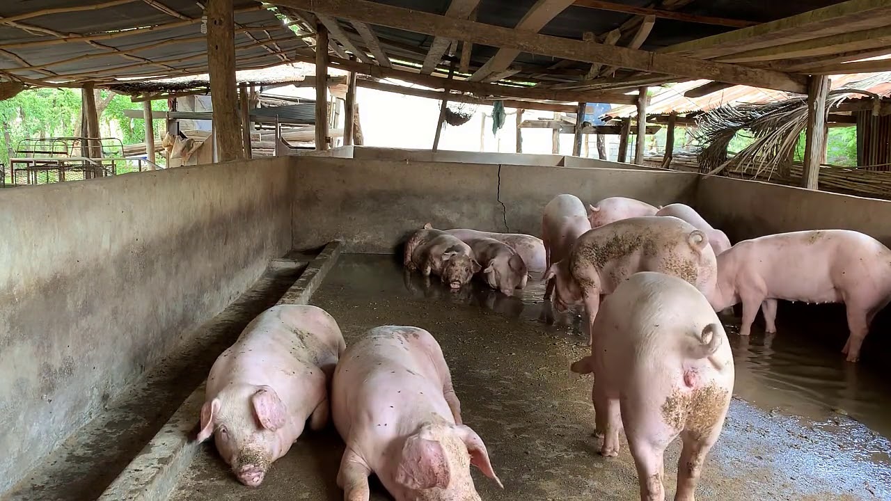 Small pig farm at my village - Country pig farm No.0007 - YouTube