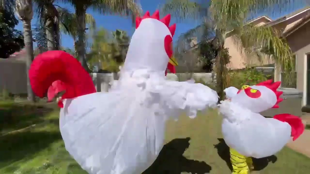 Chickens gone crazy🐓 - YouTube