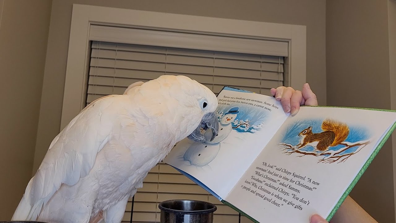 Storytime with Max - the Birdmas Snowman | 1st Day of Birdmas - YouTube