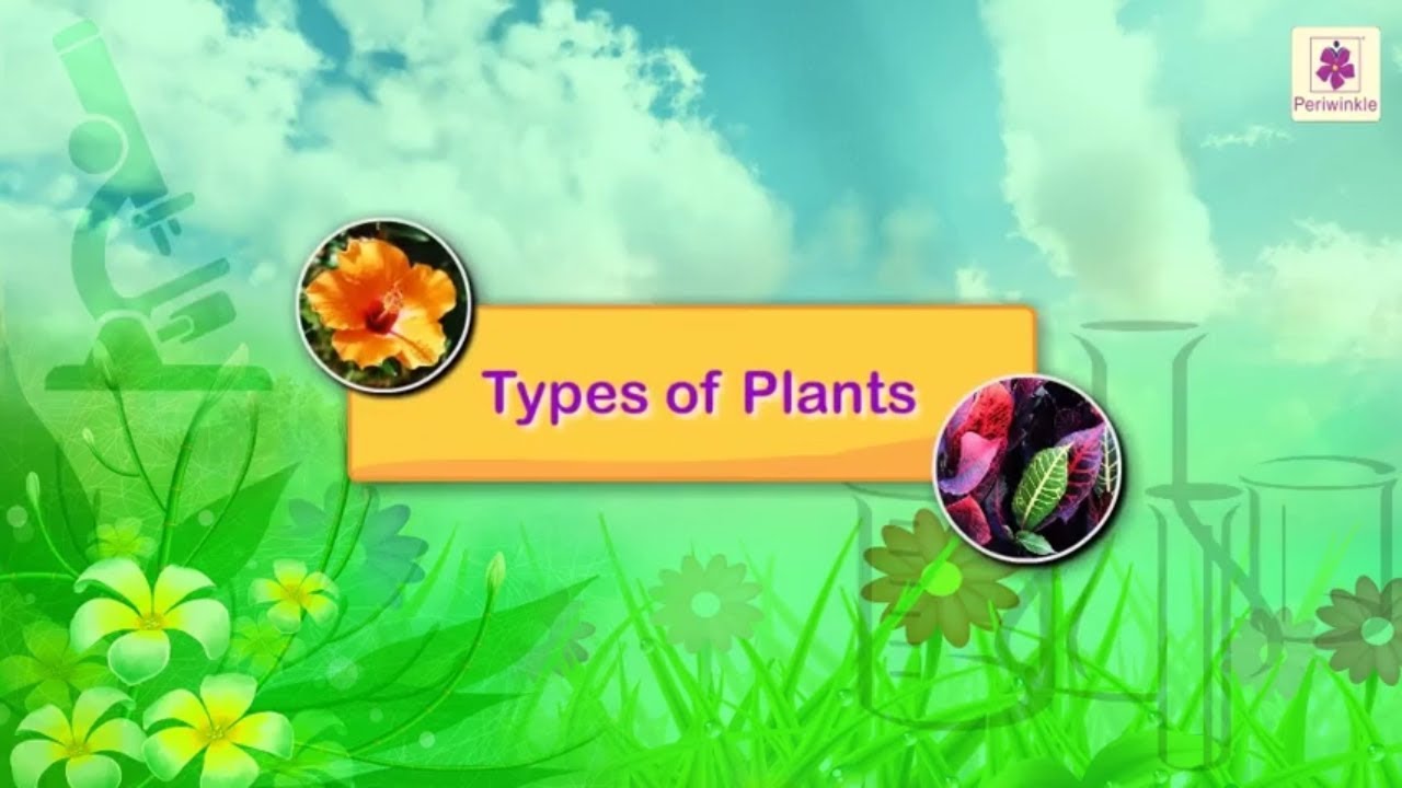 Types of Plants | Science For Kids | Periwinkle - YouTube