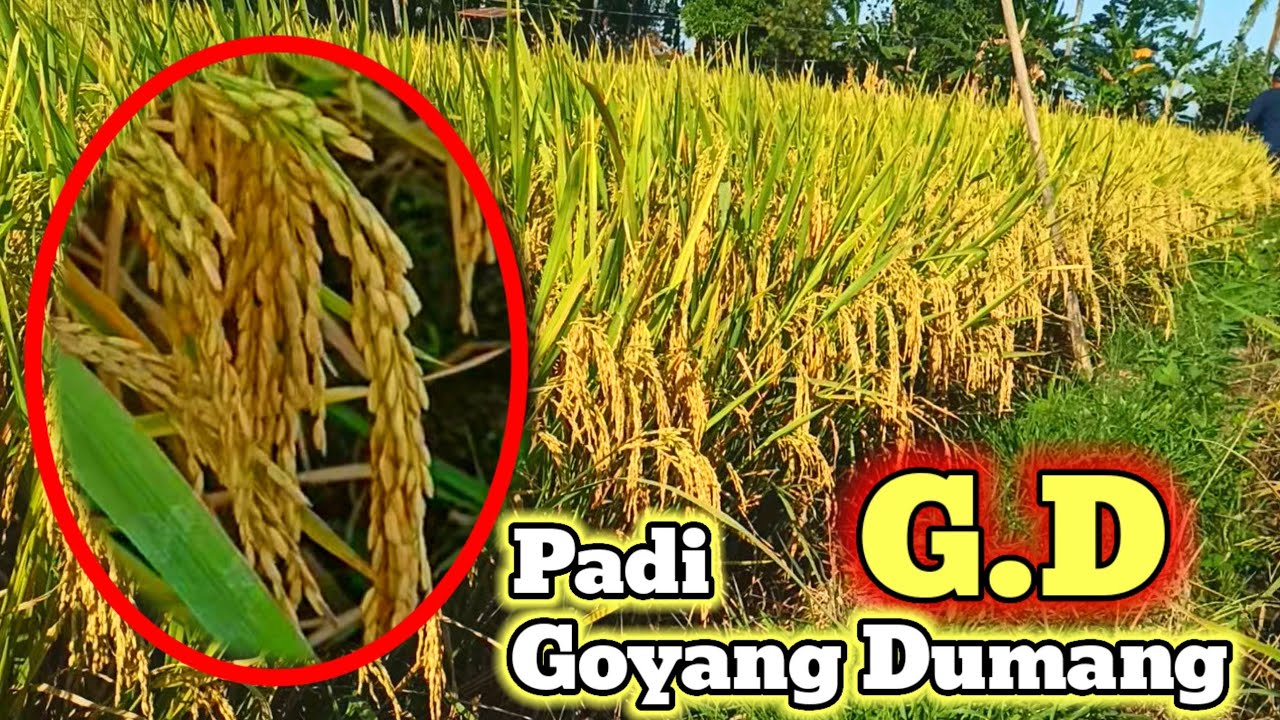 PADI GOYANG DUMANG || PADI GD - YouTube