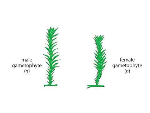 Life cycle of a Moss - YouTube
