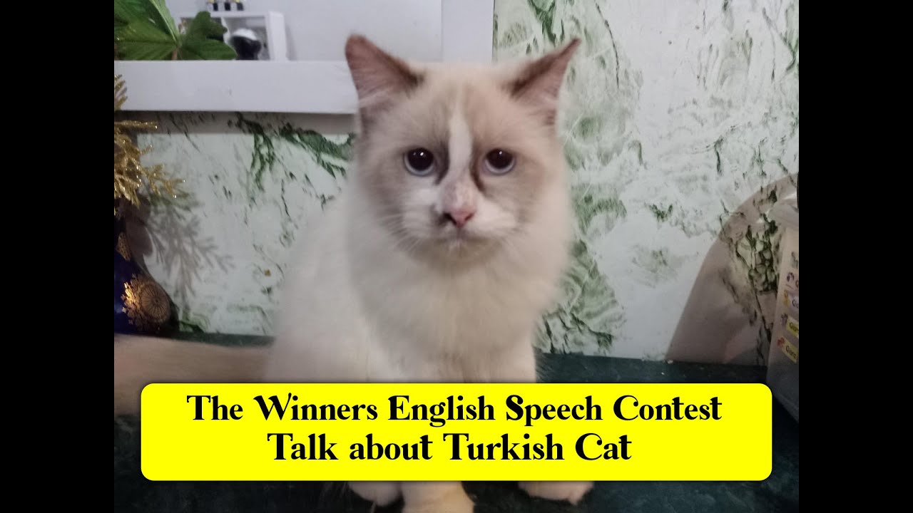 Talk about Turkish cat | The Winners English Speech Contest - YouTube