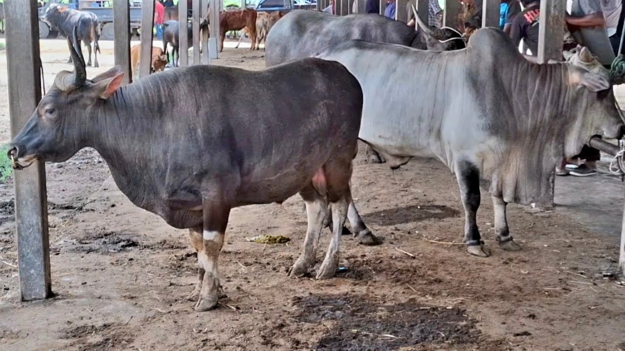 bermacam macam sapi jumbo, sapi limosin, sapi bali, sapi brahman, big ...