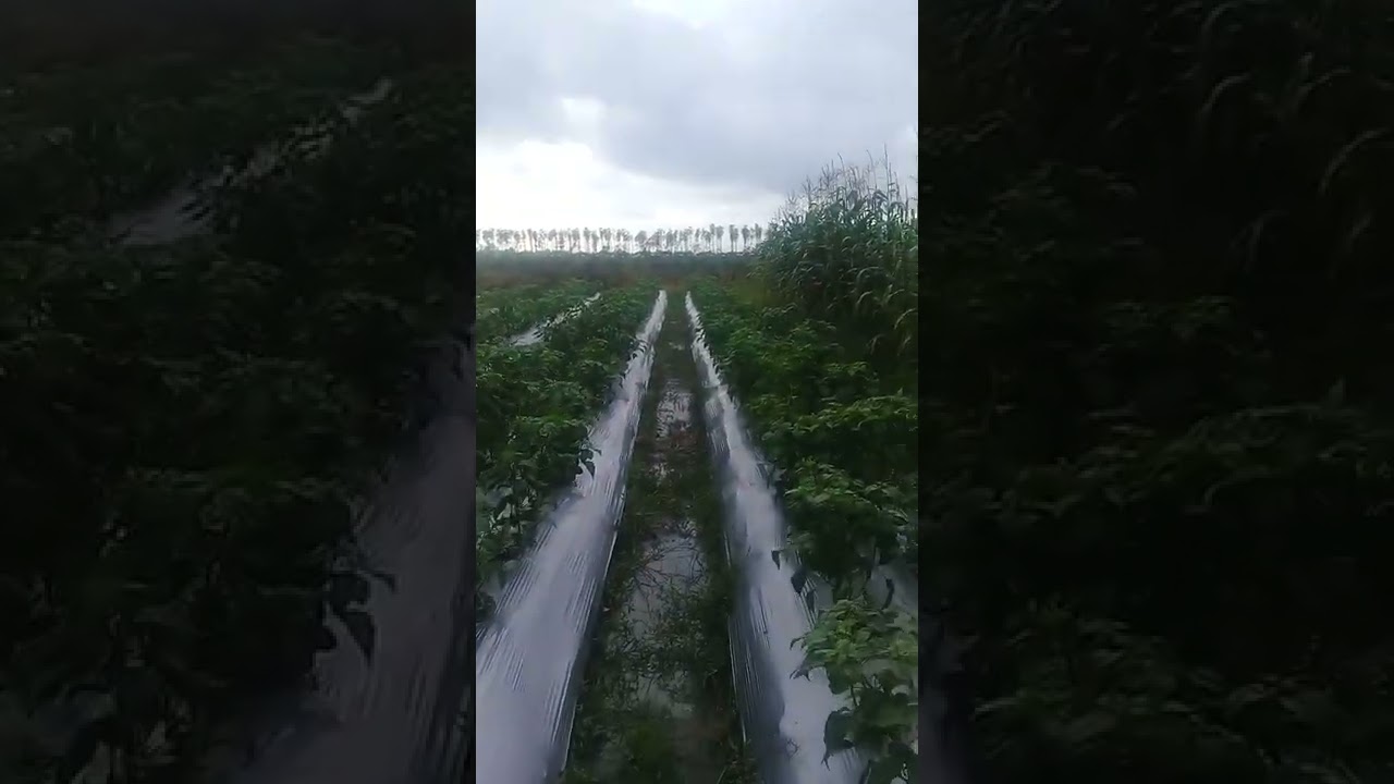 komonitas petani cabe rawet - YouTube