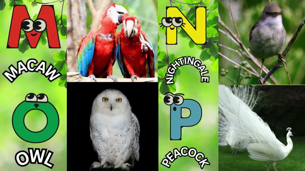 Birds Alphabet Song for Kids | Birds ABC Song | Phonics for Kids ...