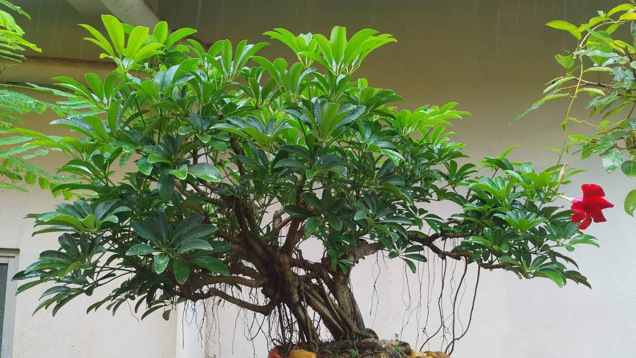 Saplera /Umbrella Tree Bonsai - YouTube