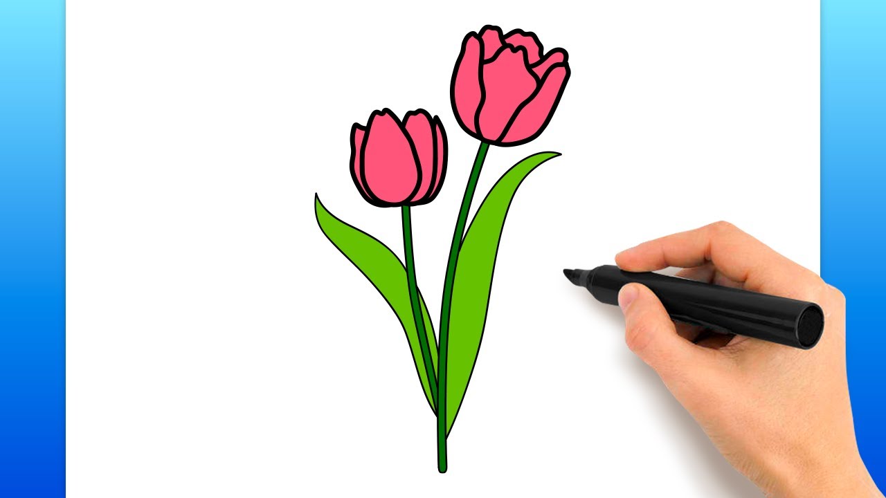 How To Draw A Tulip (Easy Drawing Tutorial) - YouTube
