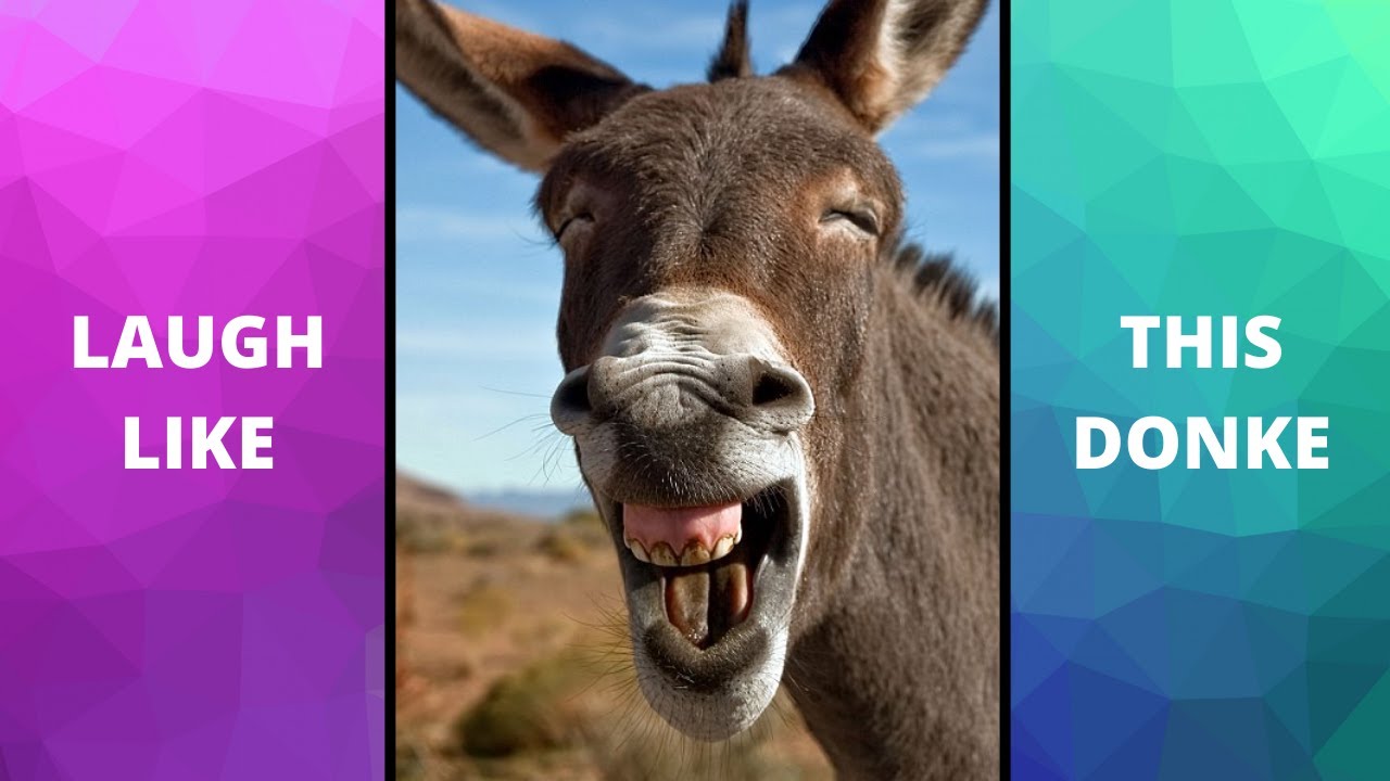 Anceint ANIMAL VINES to watch when your sad | Animal compilation - YouTube
