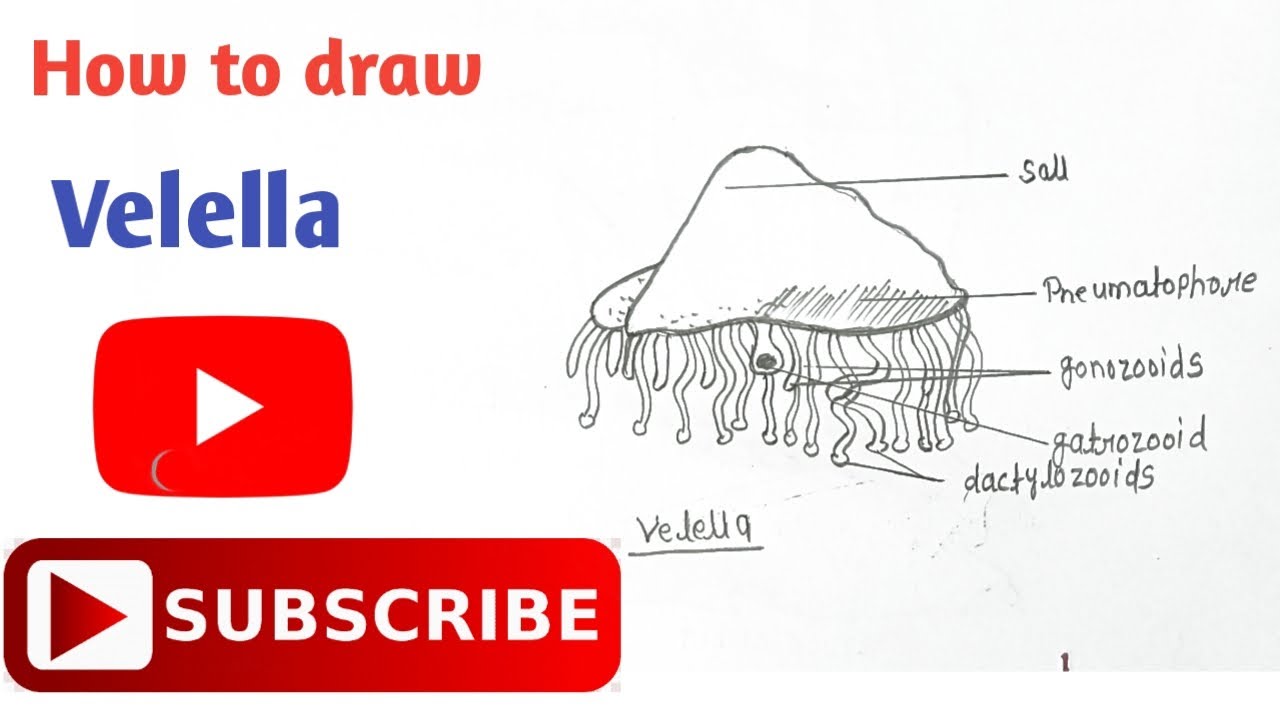 How to draw Velella Diagram || वेलेला का चित्र || Phylum- Coelenterata ...