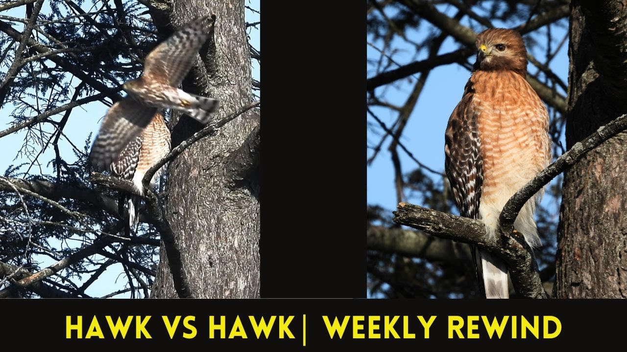 Hawk vs. Hawk Battle in Sub-freezing Weather| Weekly Rewind - YouTube