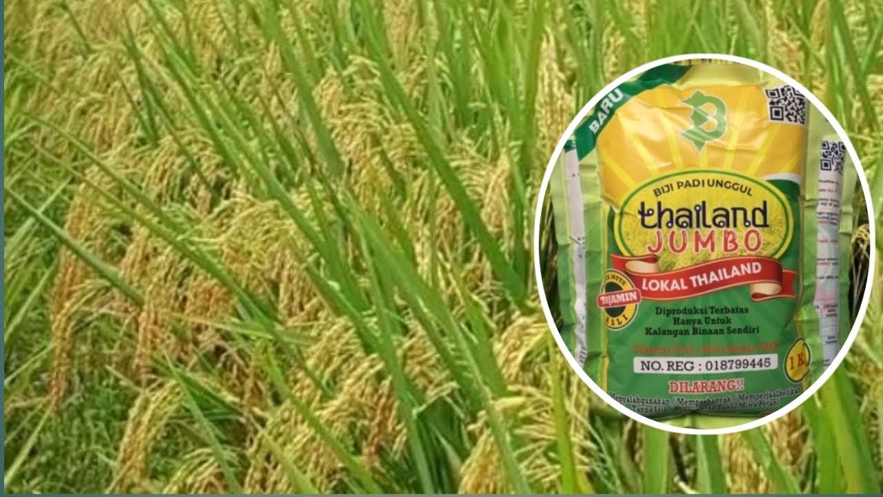 PADI THAILAND JUMBO - YouTube