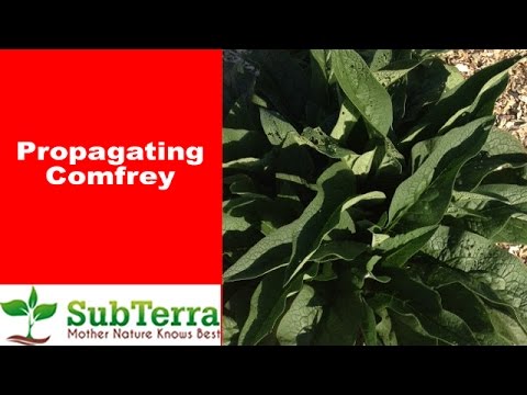How to Propagate Comfrey from Root Cuttings - YouTube