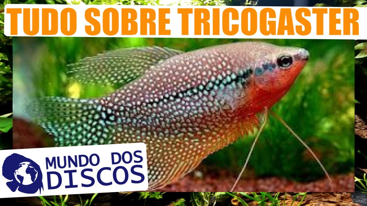 APRENDA TUDO SOBRE TRICOGASTER (AZUL, LEERI, ROSA, OURO)! PH ...