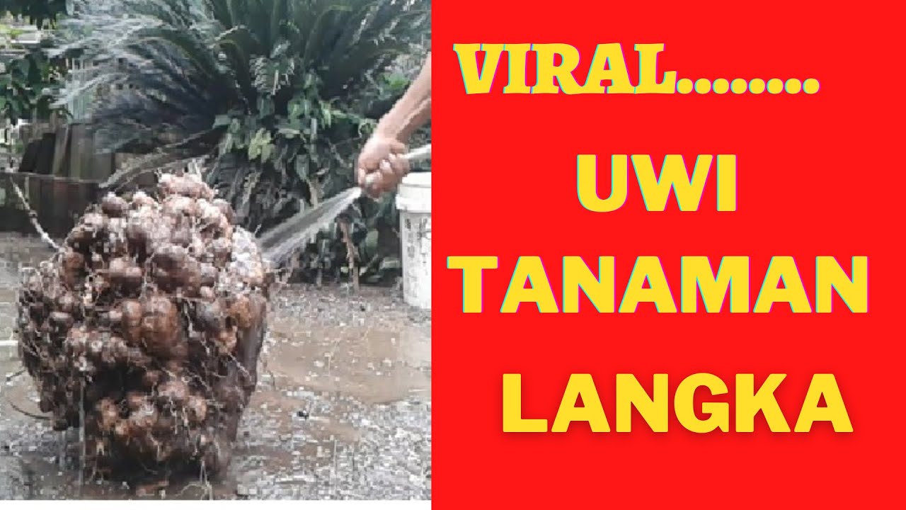 UWI TANAMAN LANGKA (UWI RARE PLANT) - YouTube