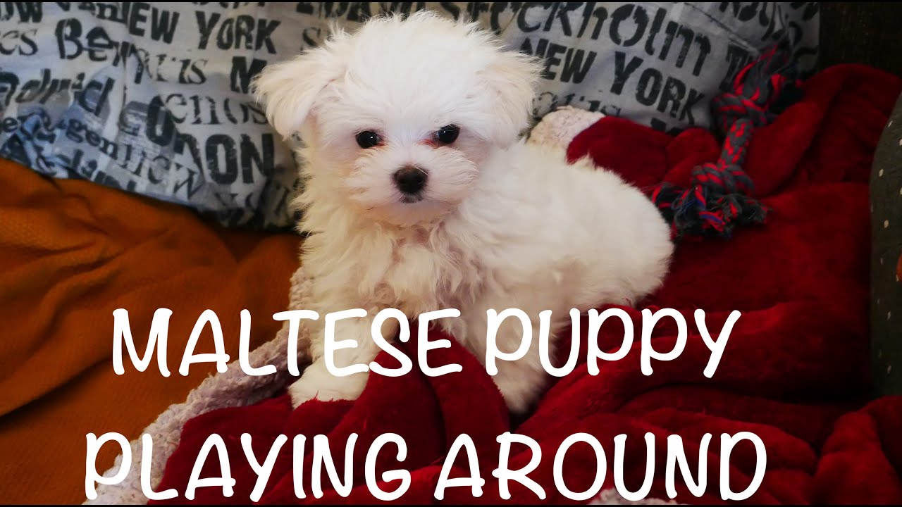TOY MALTESE PUPPY PLAYING AND EATING - YouTube