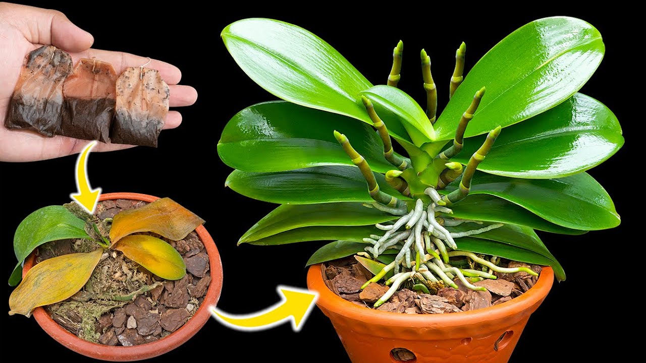 Sprinkle 1 packet of this powder! Orchids grow continuously for a year ...