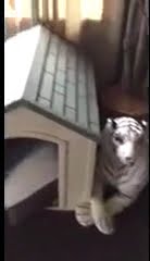Finnegan, the mini pig - YouTube