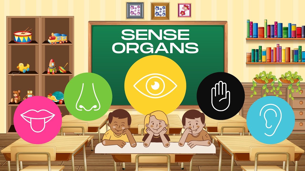 Meet Your Super Senses: A Fun Journey Through Your Body! | Bakika The ...
