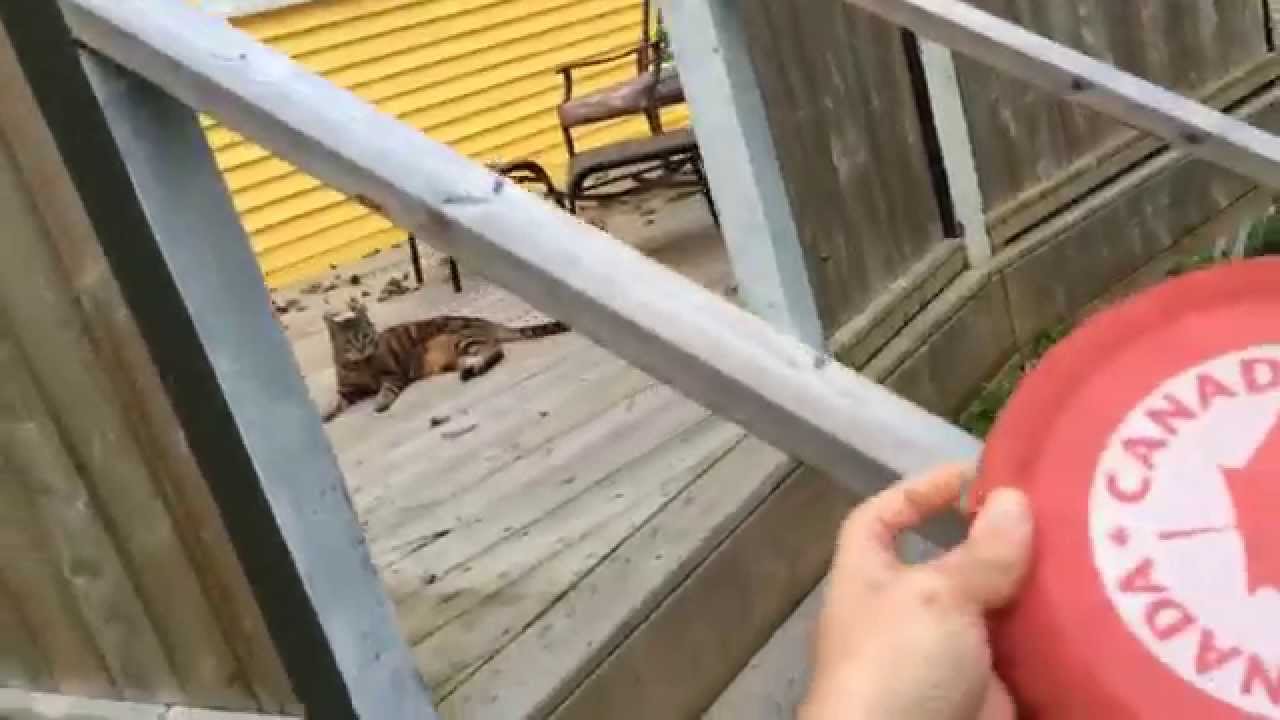 Frisbee Cat - YouTube