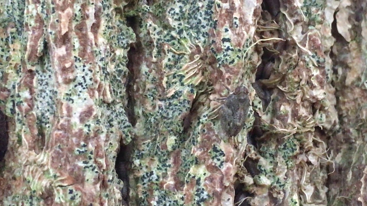 Black walnut - insect on trunk - October 2019 - YouTube