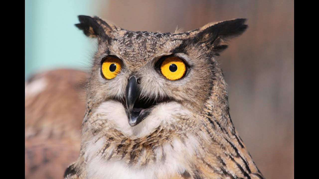 Great Horned Owl | Owl information Documentary | - YouTube