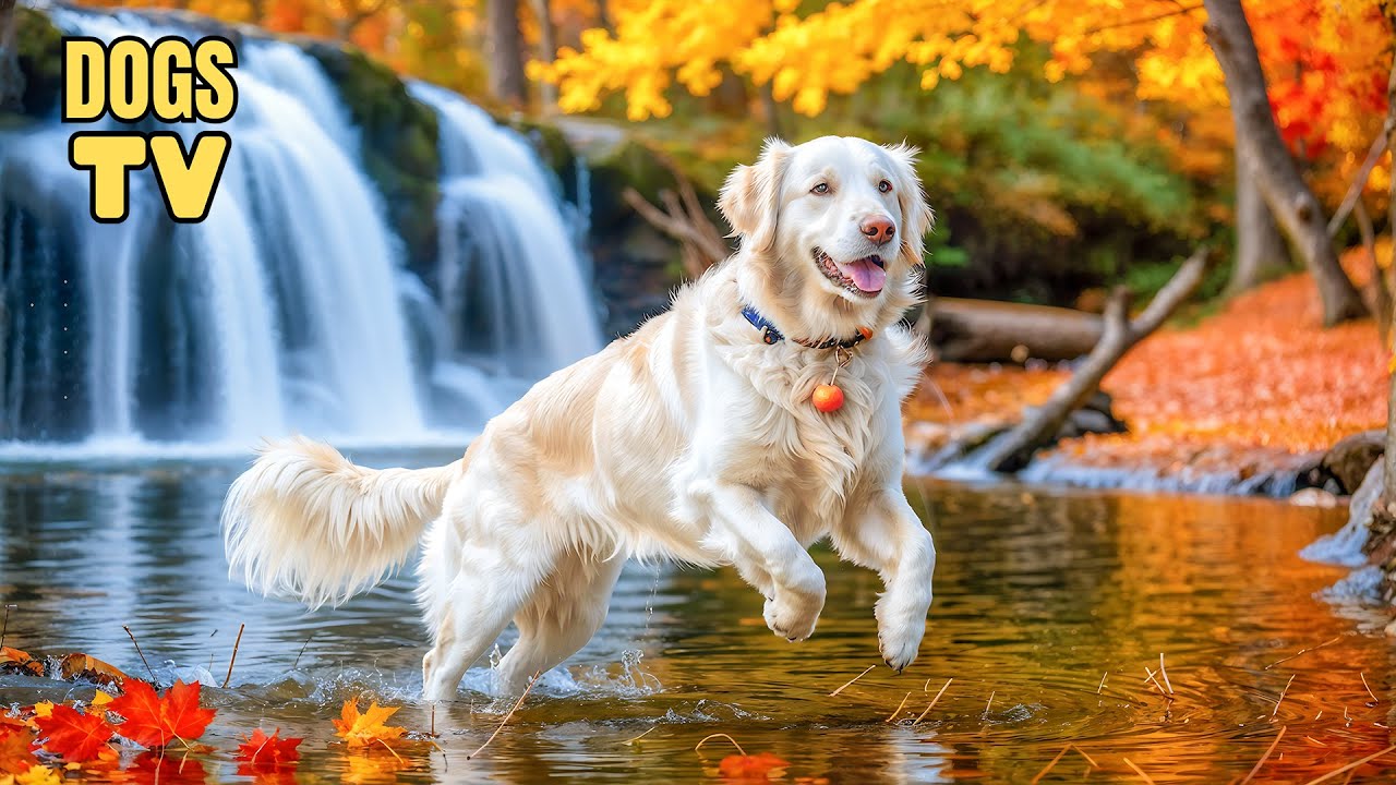 🔴[LIVE] DOG TV for Dog to Watch: Soothe Dog's Anxiety and Boredom ...