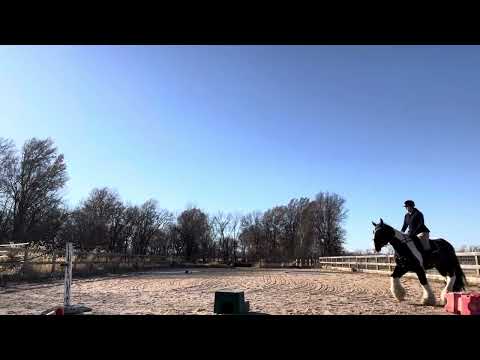Moose USDF Intro level test B - YouTube