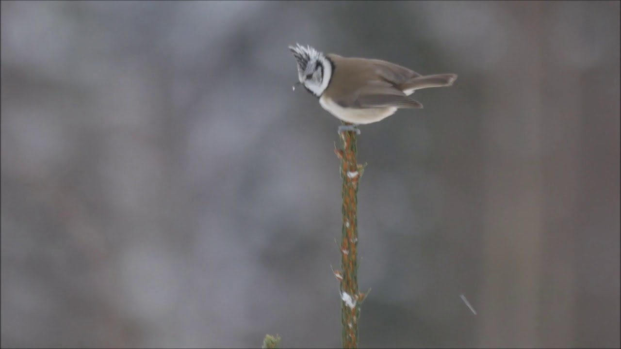 Tutt tihane Parus cristatus Patika Lääne Virumaa Estonia 01 2021 - YouTube