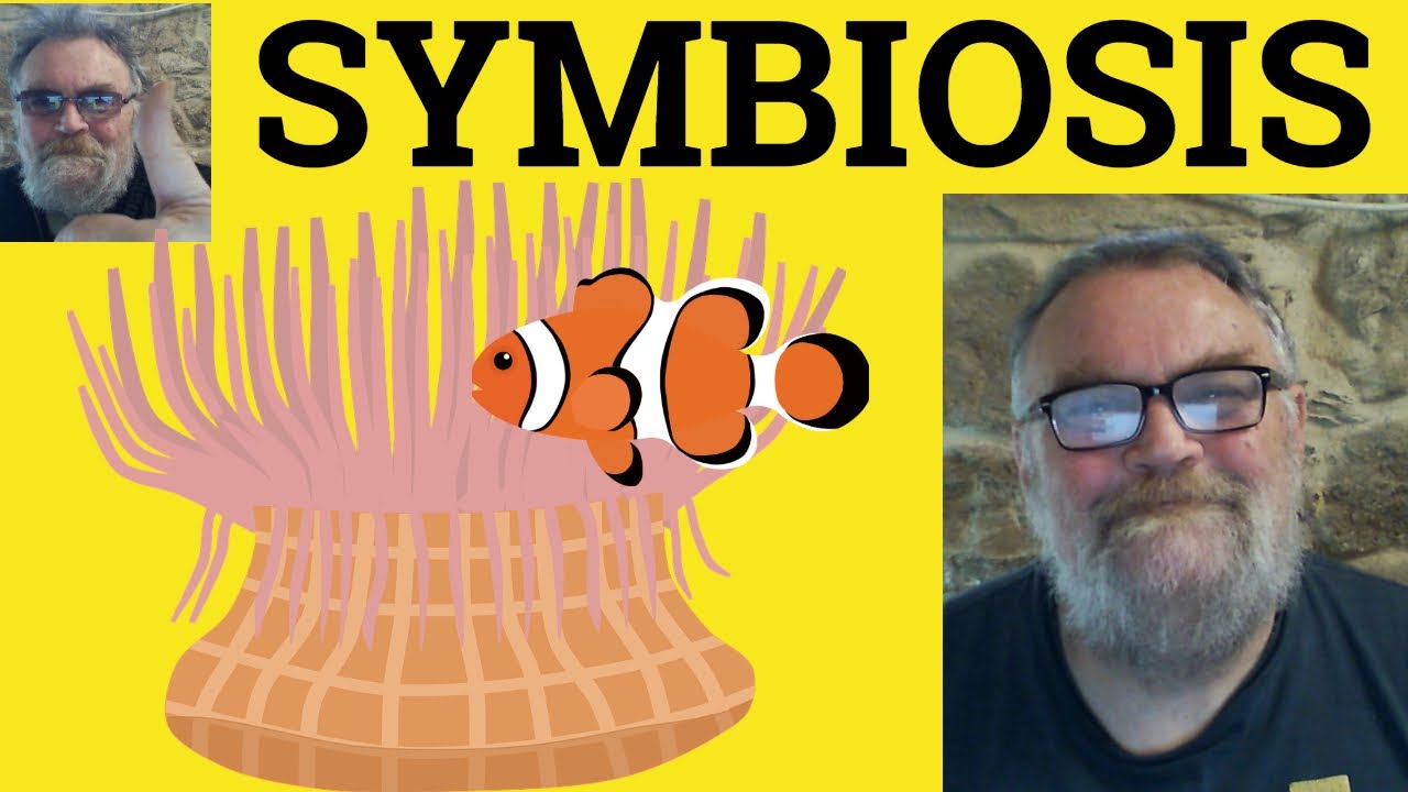 😎 Symbiosis Meaning - Symbiotic Defined - Symbiosis Examples ...