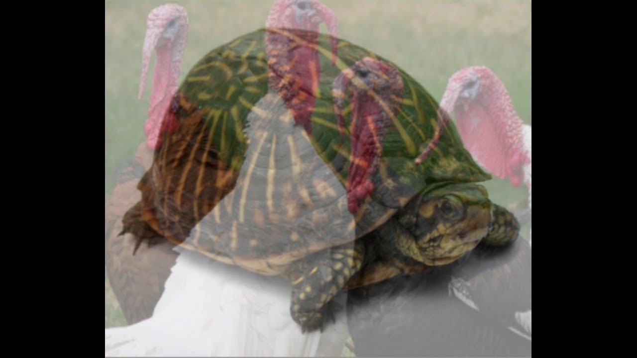 Making My Turtle Into a Turkey -- Box Turtle Tuesday Thanksgiving ...