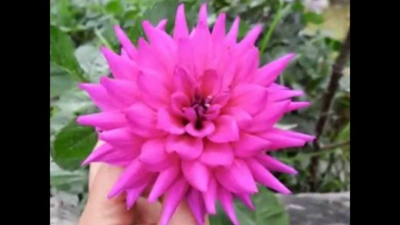 Flores Boyacá - YouTube
