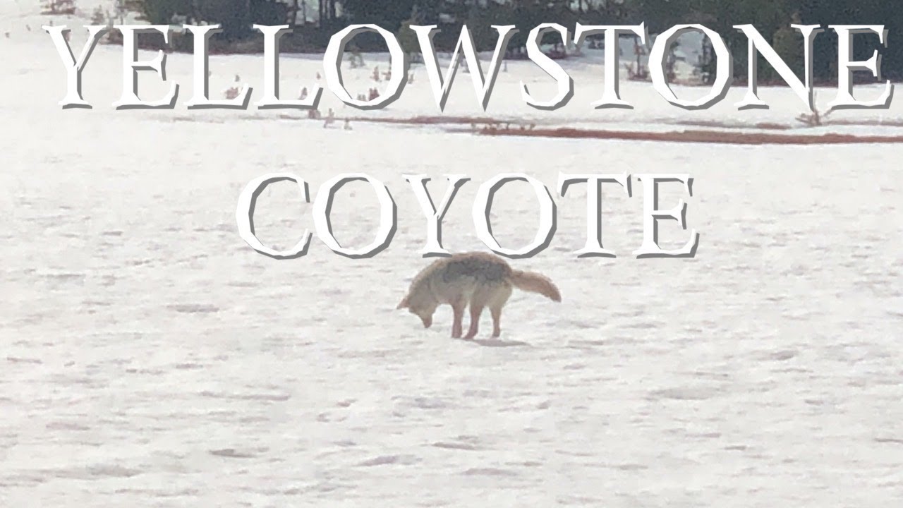 COYOTE HUNTING FOR MICE (Mousing) | YELLOWSTONE NATIONAL PARK - YouTube
