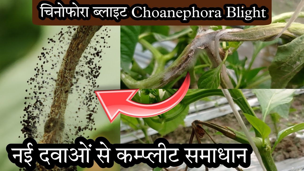 Choanephora Blight, Wet Rot, Twig Blight diseases चिनोफोरा ब्लाइट ...