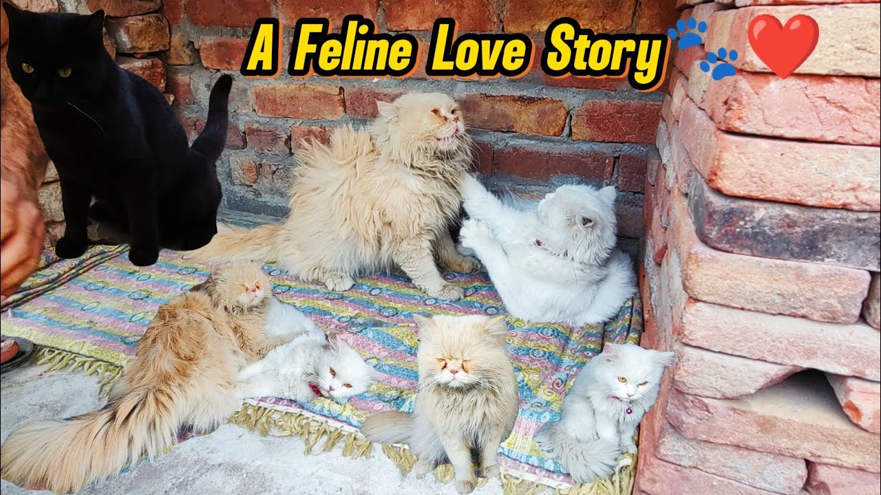 Pawsitively in Love | A Feline Love Story 🐾 ️ - YouTube