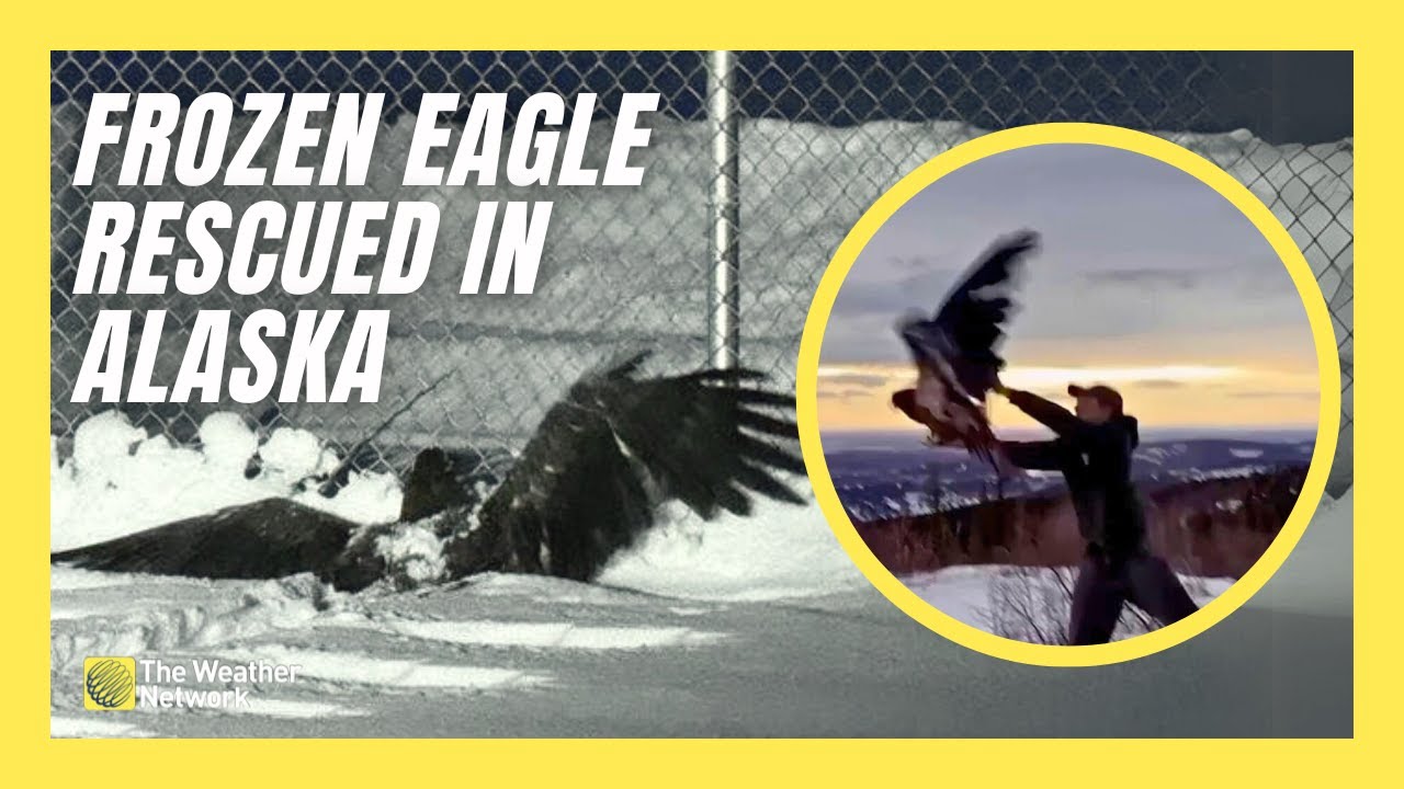 Frozen Eagle Rescued in Alaska Soars to Freedom! - YouTube