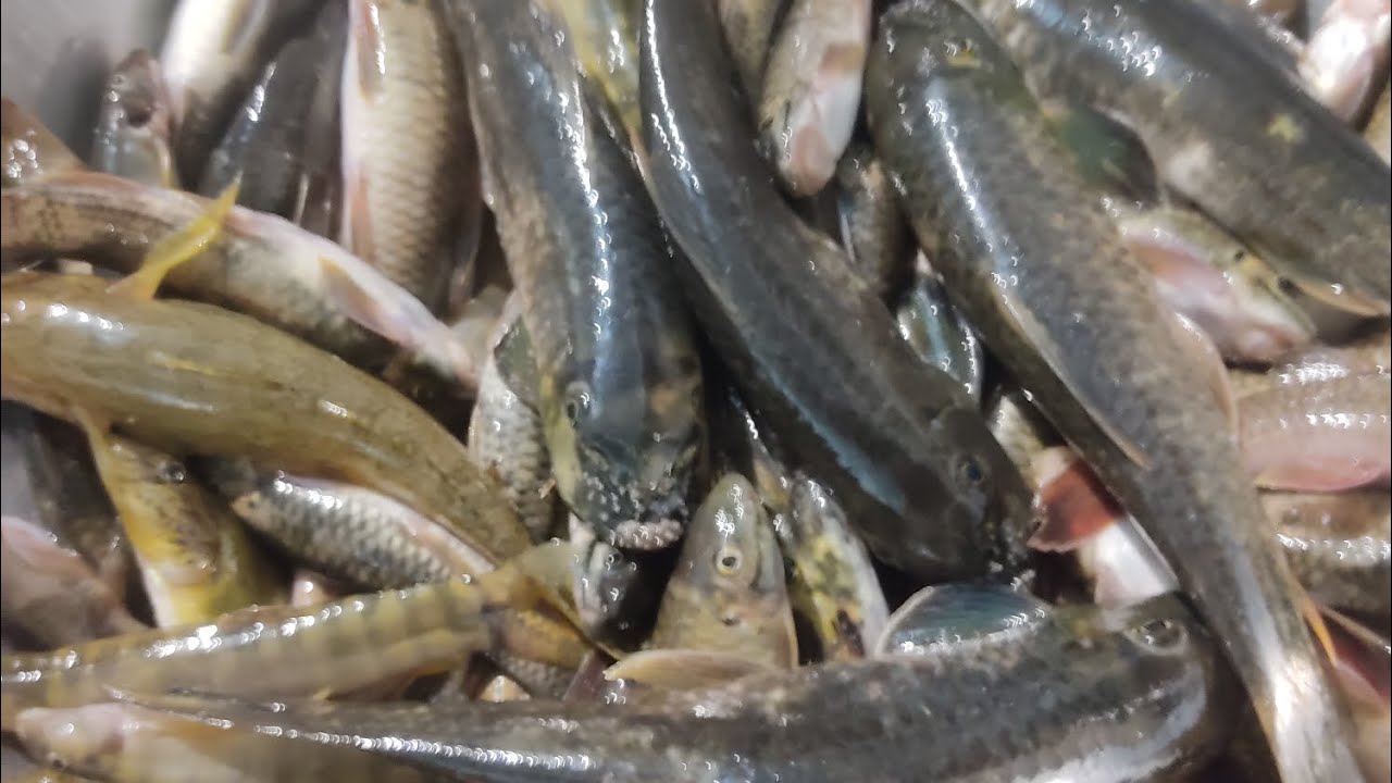 Net fishing in chhimtuipui|| Thianpa nen len kan deng - YouTube